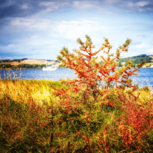 Bae Leaf Beauty Blog - Skincare, Beauty, Witchcraft